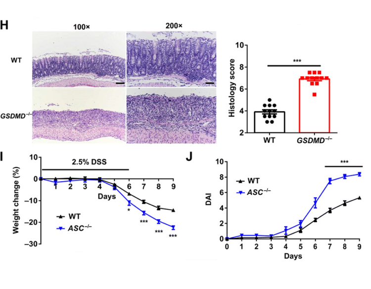 GasderminD Activation in DSS-Induced Coliti