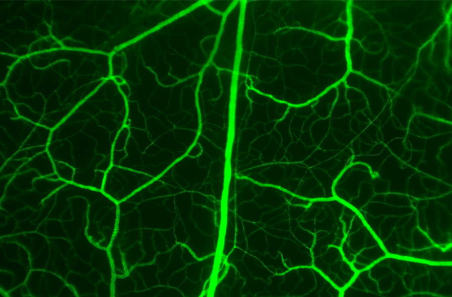 FITC (Fluorescein isothiocyanate) | TdB Labs